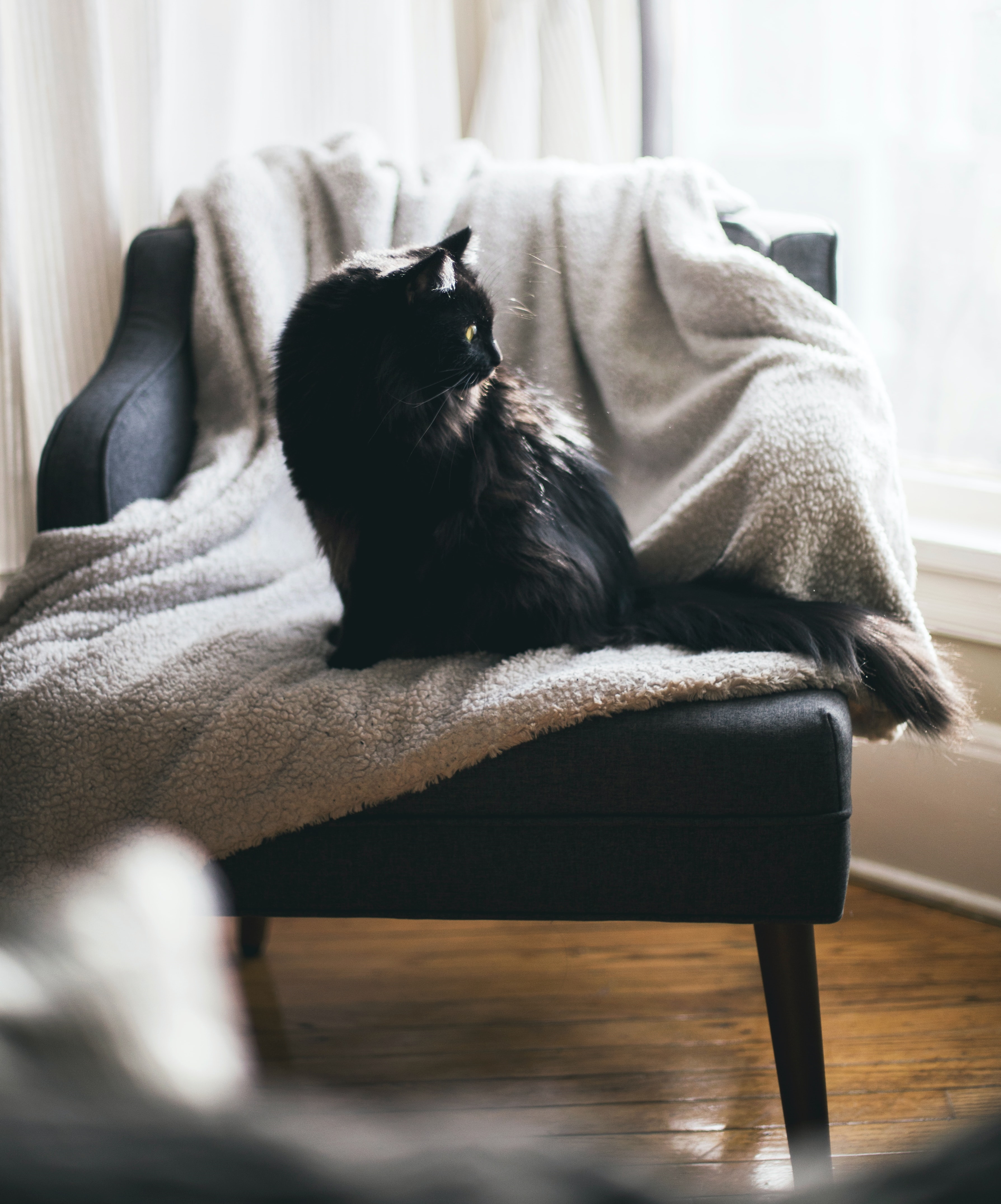 Cat Behaviour Detective: Mary Austin